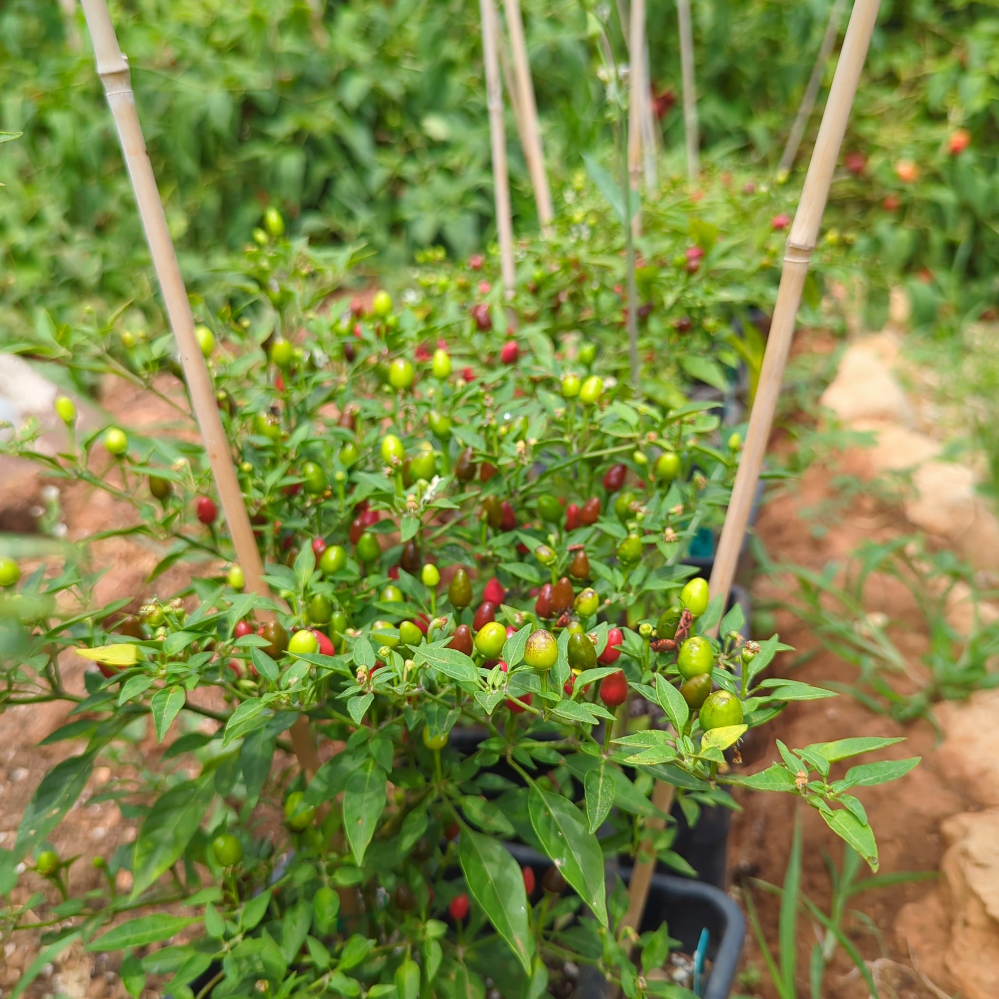 Bird's Eye Baby - 10 chili seeds