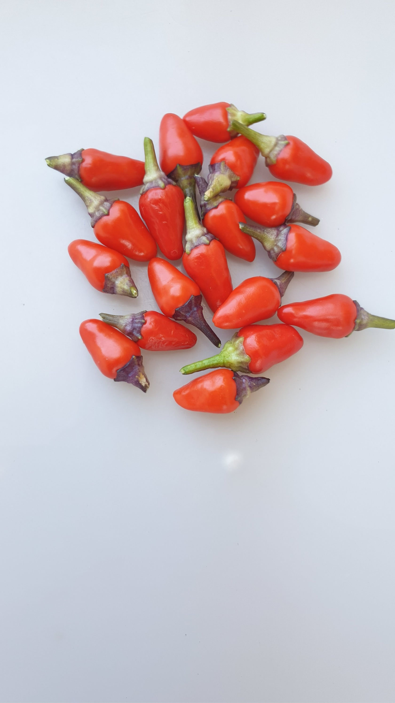 Bolivian Rainbow - 10 chili seeds