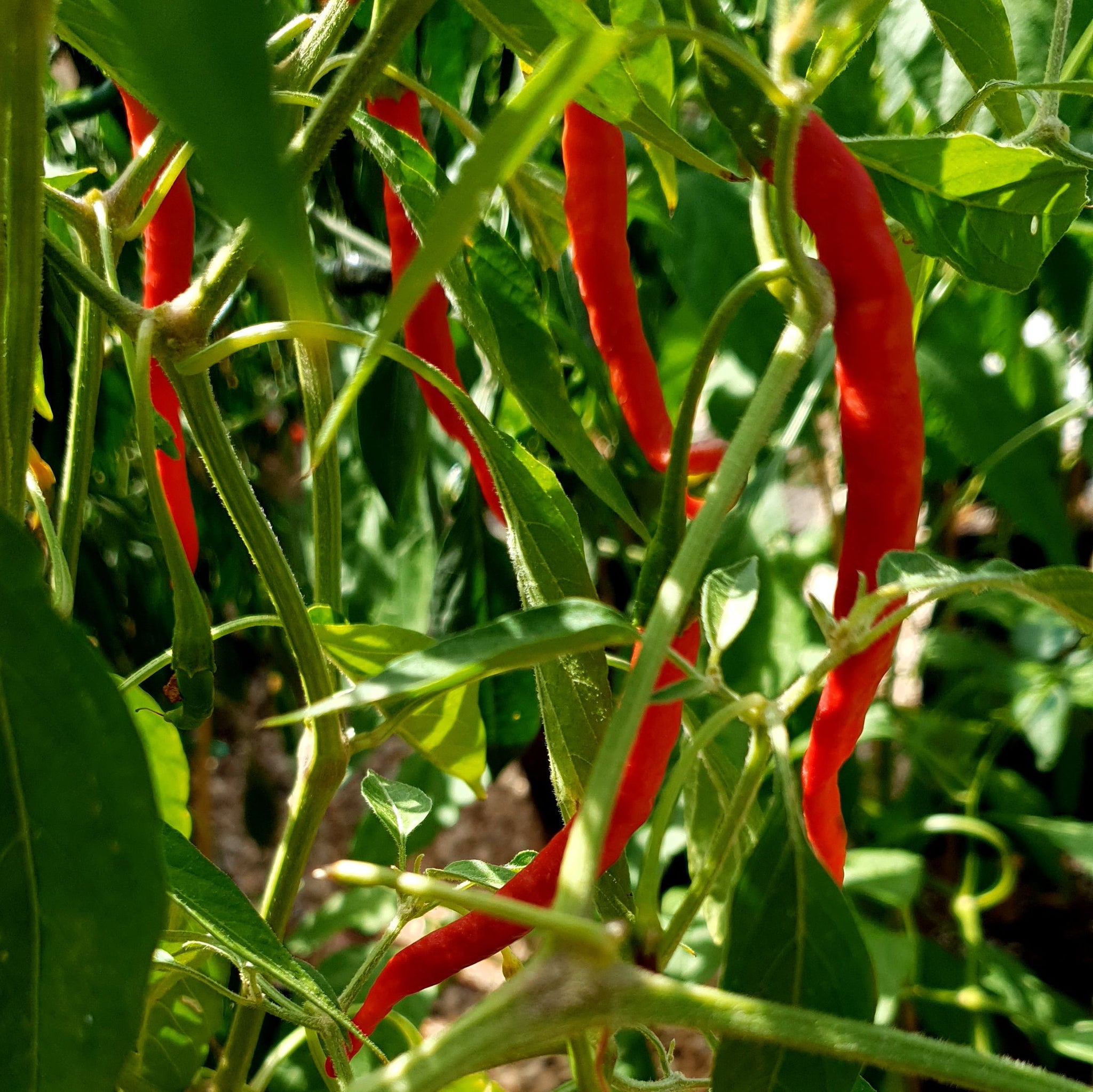 Cabe Keriting - 10 chili seeds