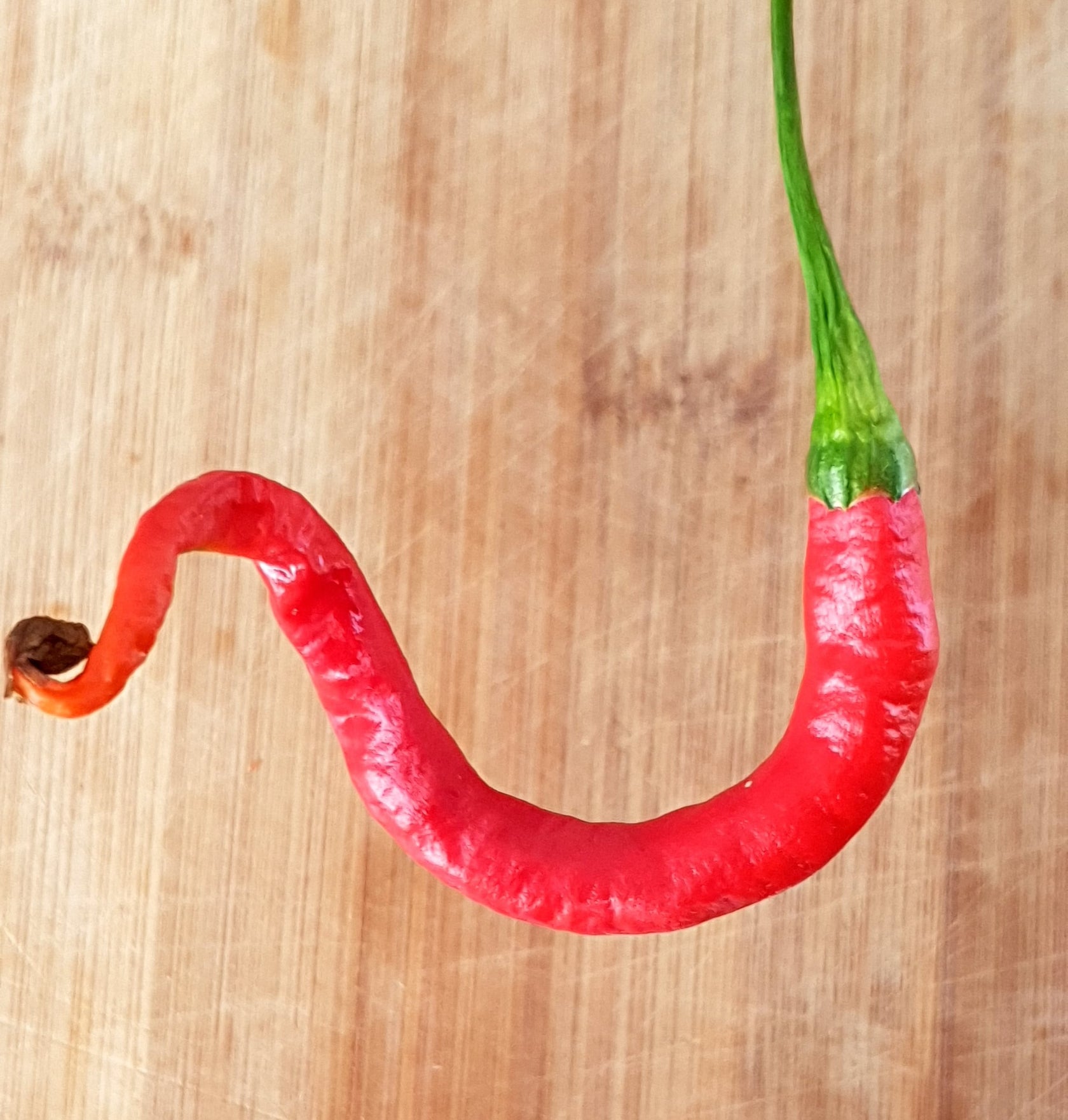 Cacho de Cabra - 10 chili seeds