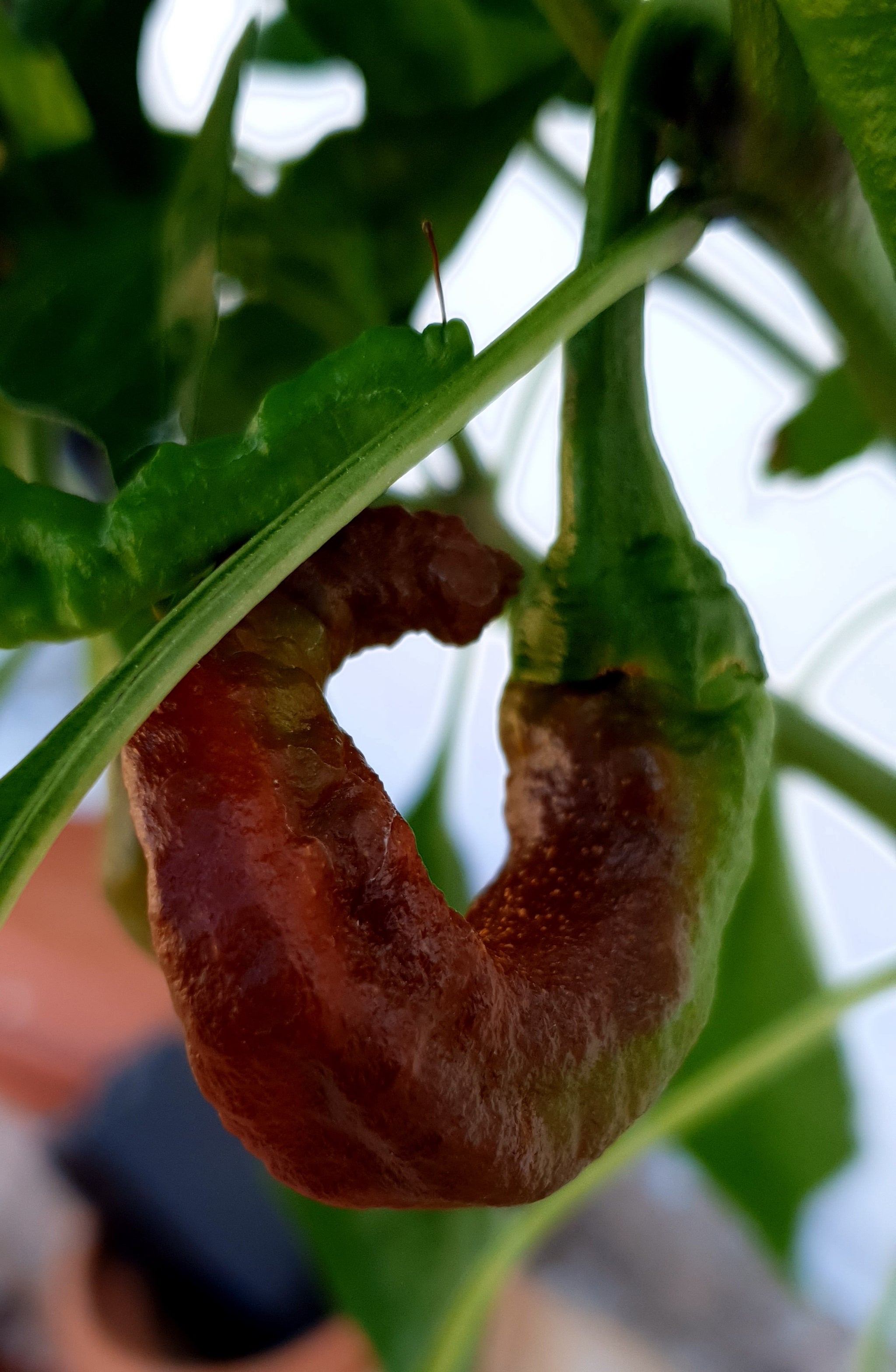 Elephant trunk - 10 chili seeds