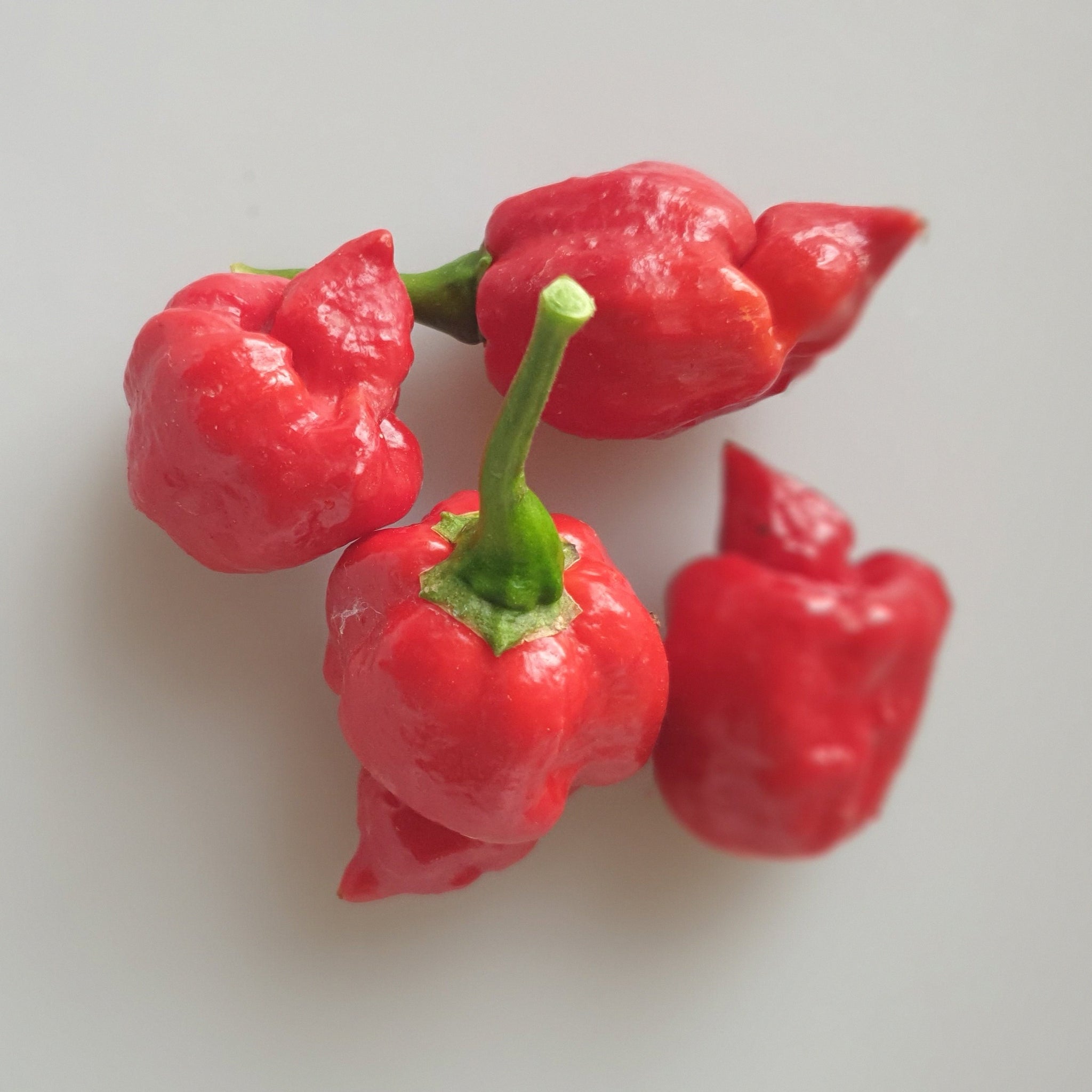 Trinidad Moruga Scorpion Red - 10 chili seeds